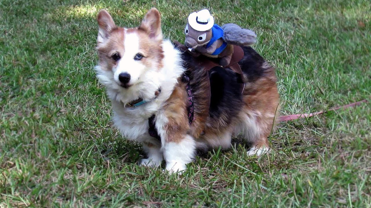 Funny Corgi Video - YouTube