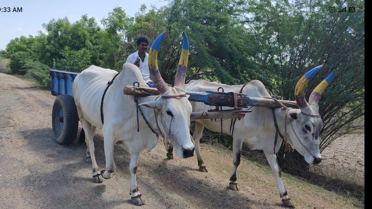 Bullock Cart Running on Road | Bullock Cart using Agriculture framing ...