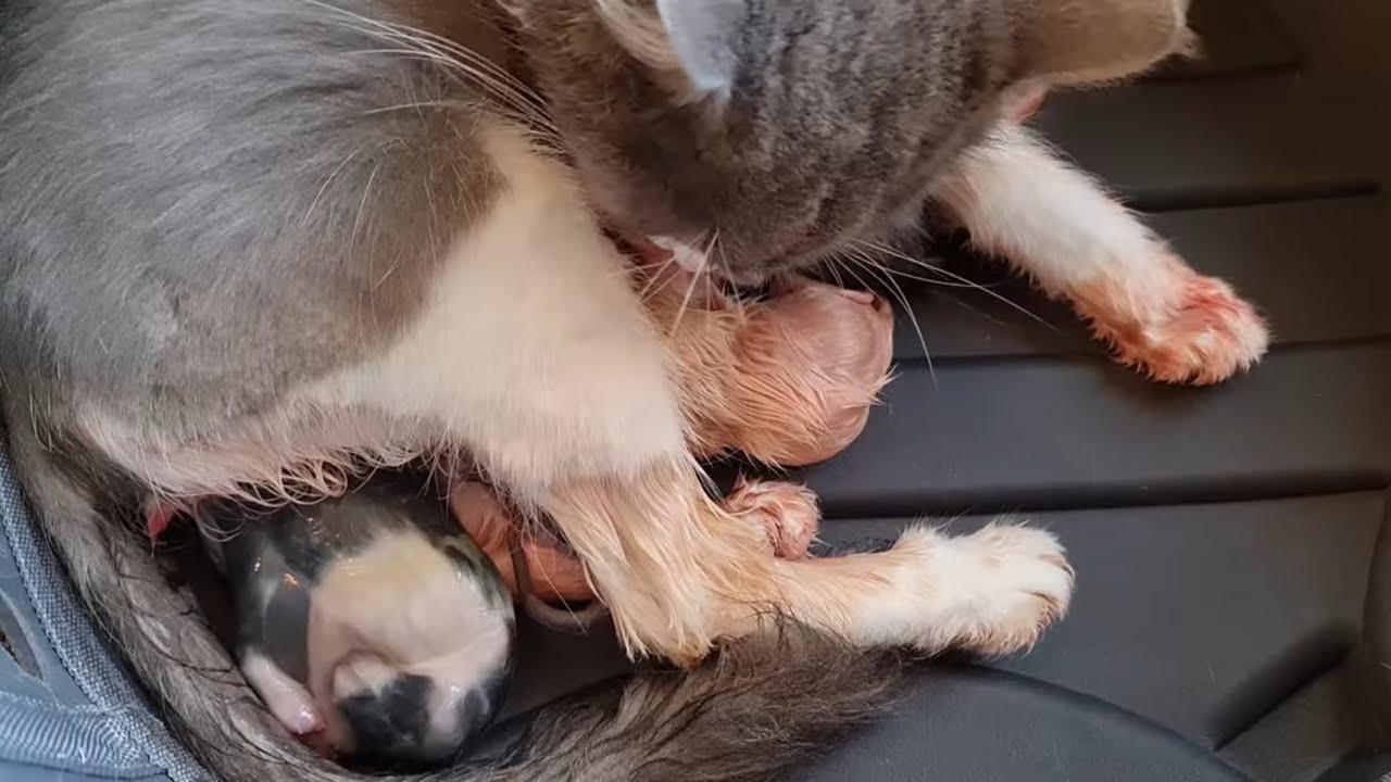 cat giving birth, adorable kittens full video.#pets #puppy #cats # ...