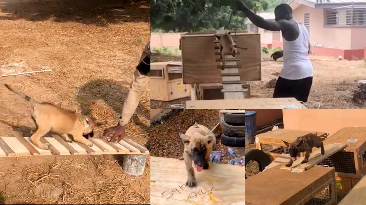 Belgian Malinois puppies agility training with Ghana Police K9 unit ...