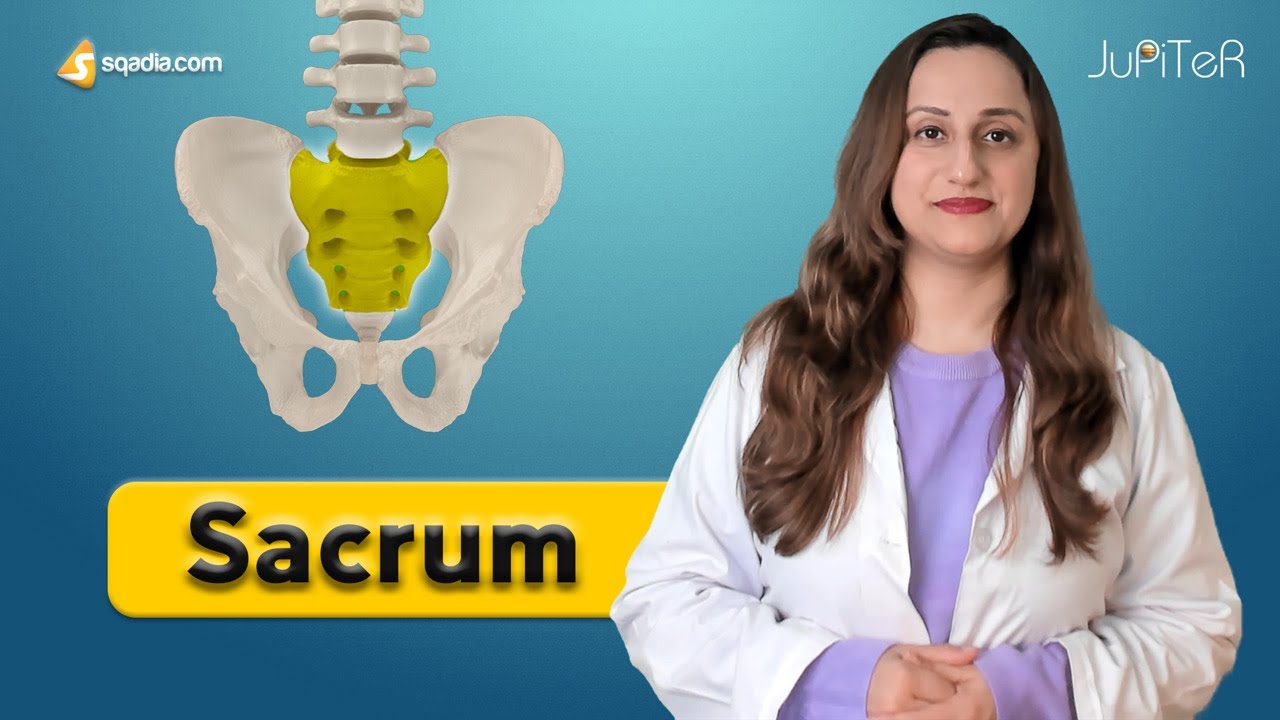 Sacrum Column Vertebrae | Bone Anatomy | Lumbosacral, Sacroiliac and ...