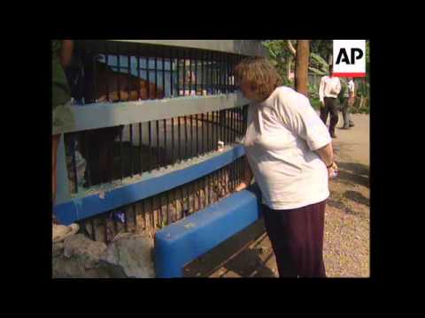 THAILAND: ORANGUTAN FAMILY HAVE BECOME VIRTUAL SUPERSTARS