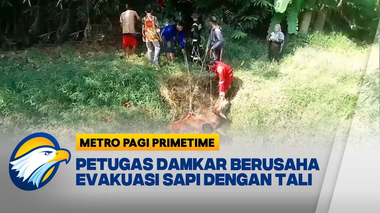 Sapi Berbobot 400kg Terperosok ke Sungai - YouTube