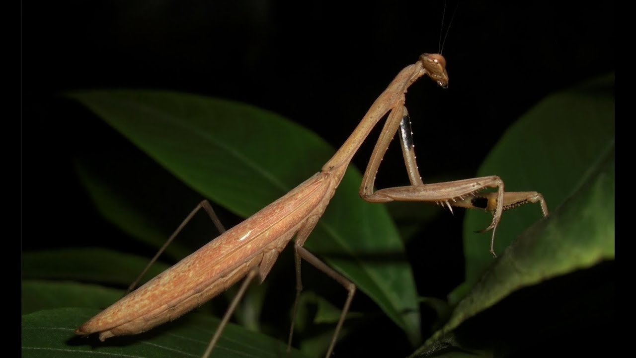 My Mantis Being Experience - YouTube