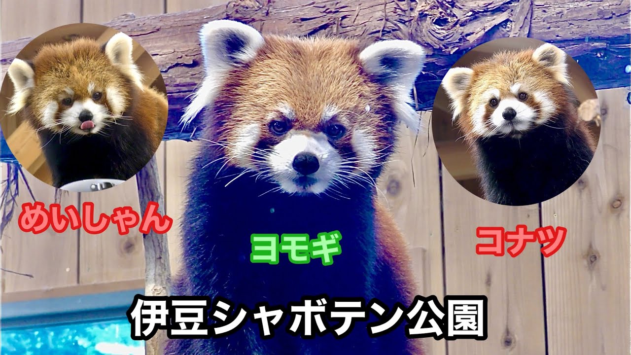 めいしゃんちゃん、コナツちゃん、ヨモギくんです【伊豆シャボテン公園】Red panda Izu Shaboten Park - YouTube