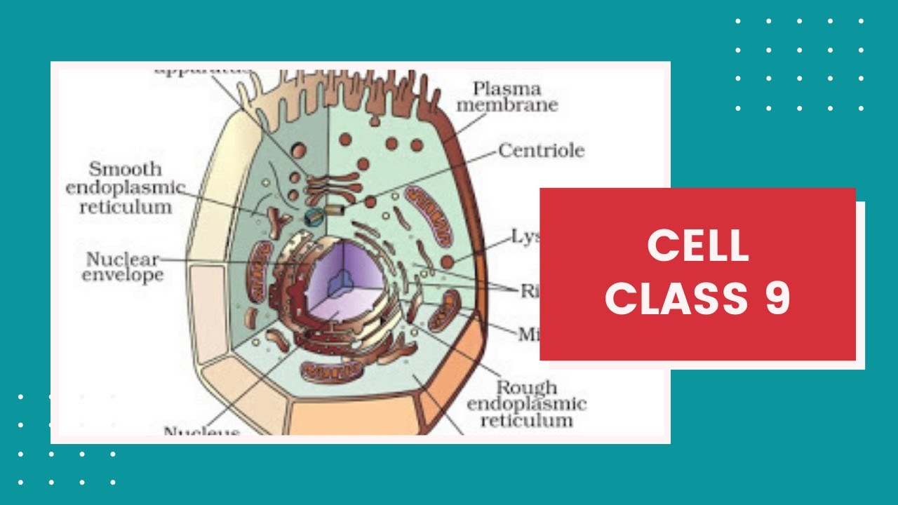 Cell : Fundamental Unit Of Life #1 | Class 9 | Science | Lata Choudhary ...