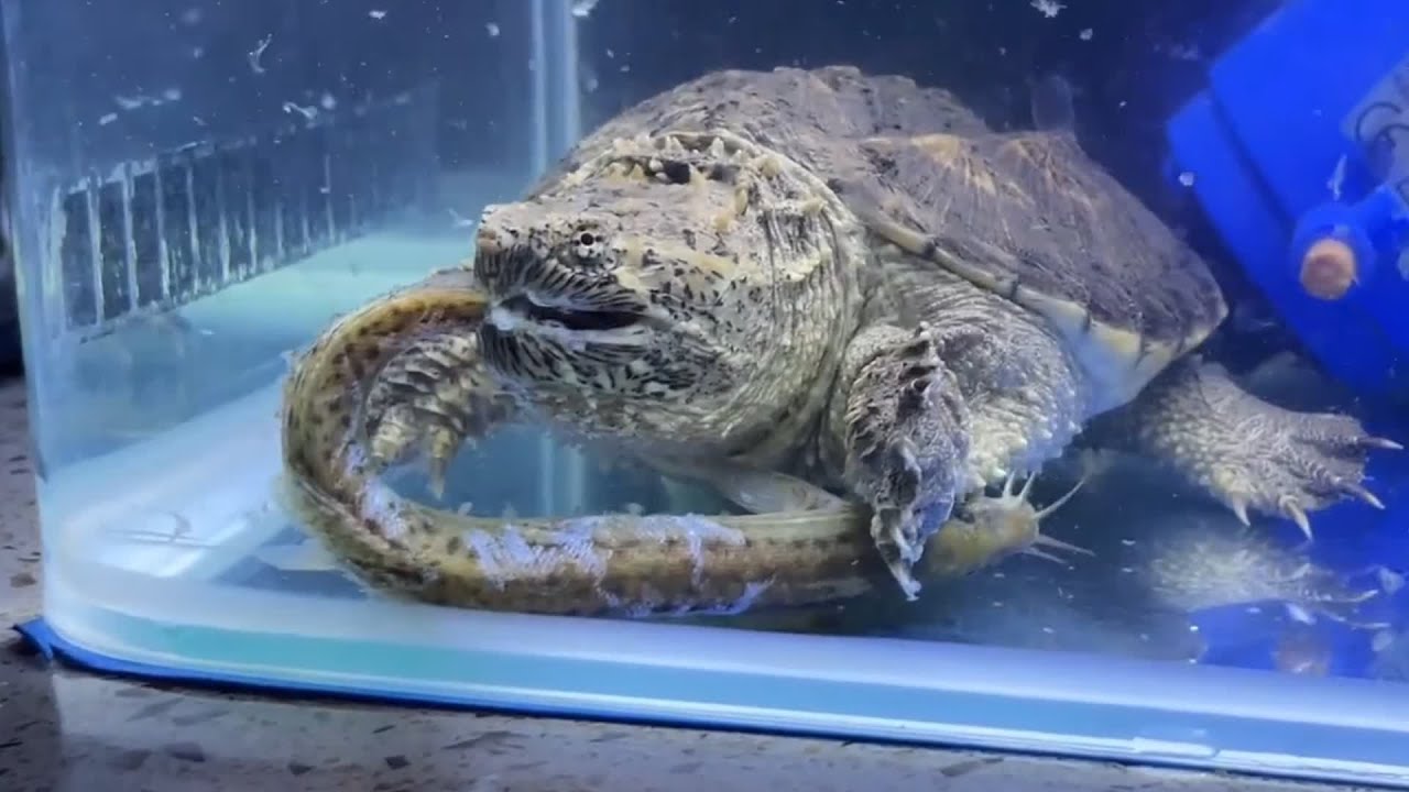 What happens when a snapping turtle meets a loach?[LIVE FEEDING] - YouTube