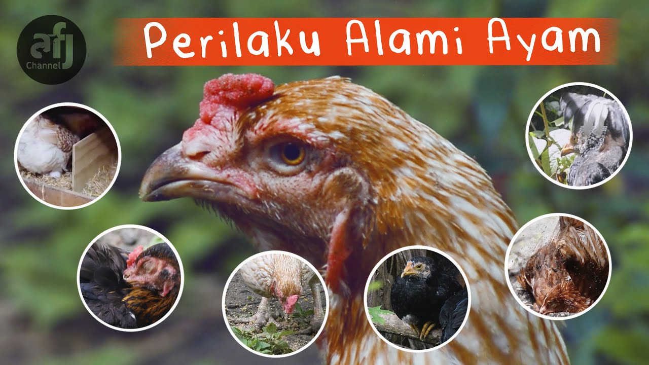 Perilaku Alami Ayam - YouTube