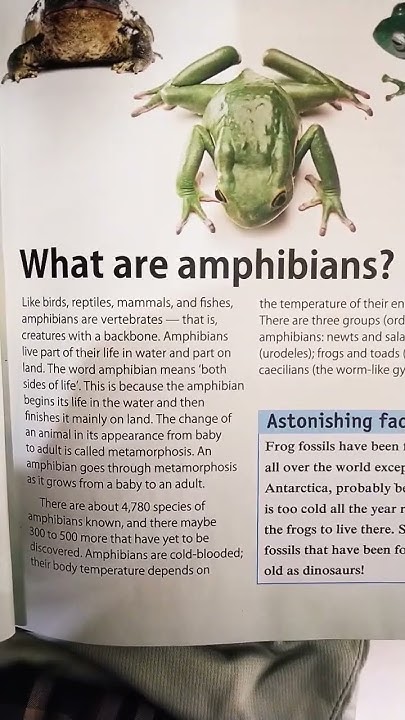 What are amphibians ! - YouTube