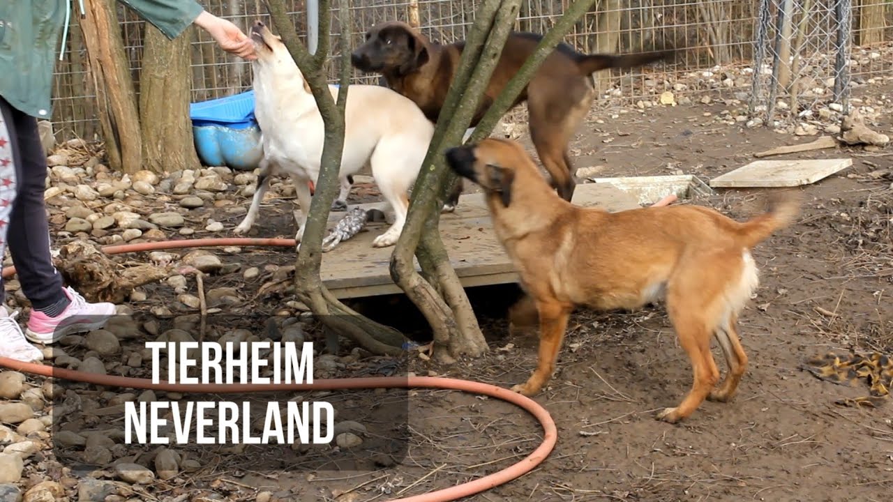 Kleine Wirbelwinde suchen ihr Glück 🥰🐾 THUNDER, EZRA, RANIA & KELLY ...