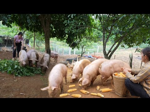 What causes pigs infected with African swine fever to recover and regain their health?