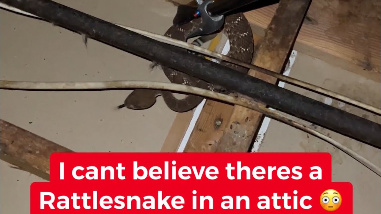 RATTLESNAKE in attic?? How did it get up there… - YouTube