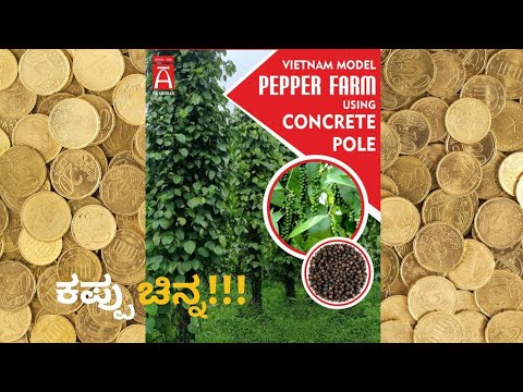 Vietnam model high density pepper farm / cement pole pepper farm - YouTube