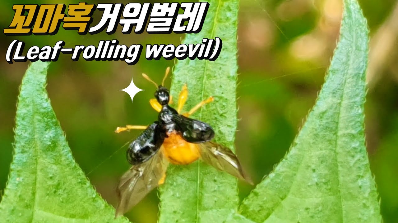 제주도 자연 - 꼬마혹거위벌레 (Leaf-rolling weevil, Phymatapoderus) - YouTube
