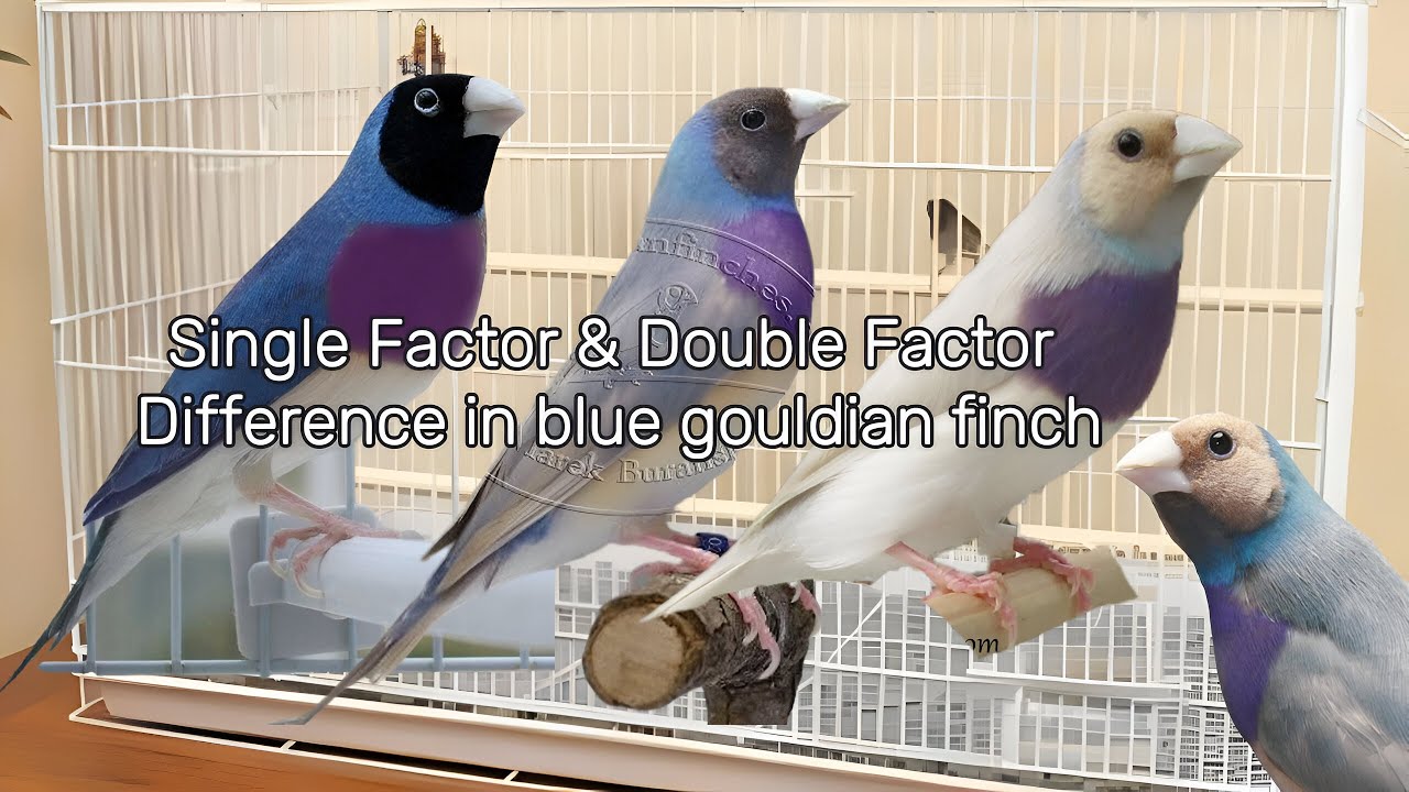 Single Factor Blue / pastel Body Gouldian Finches Mutations || Complete ...