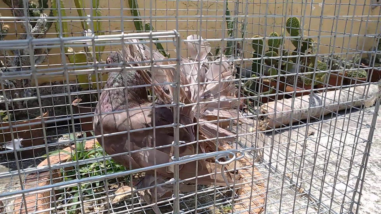 Chocolate fantail male - YouTube