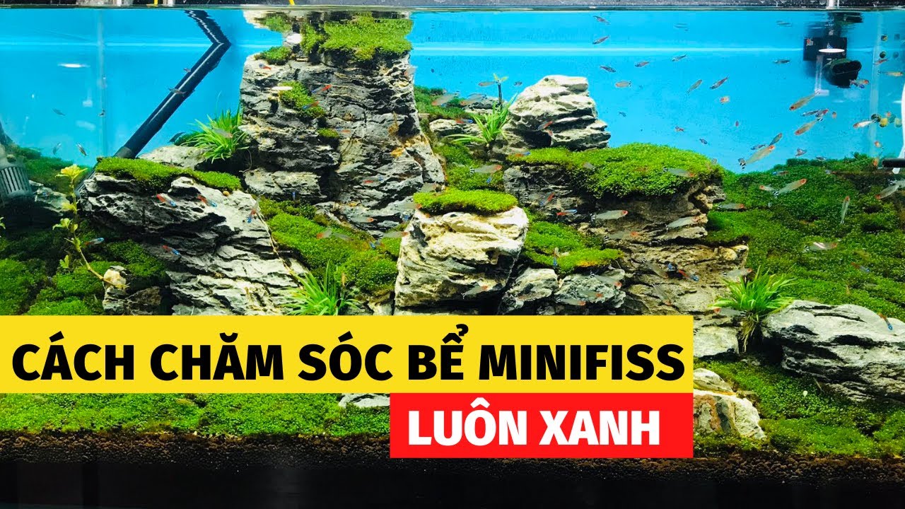 Bể rêu minifiss | cách chăm sóc rêu minifiss | Nguyễn Du aqua - YouTube