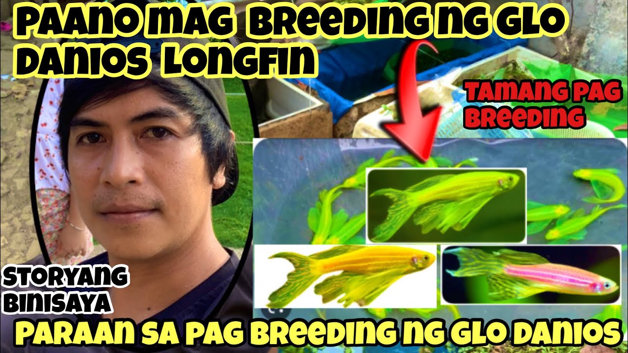 Paano mag breed ng glo danios longfin | Preparation | Selecting ...