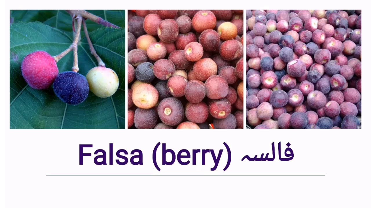 Falsa (Berry) | Health Talks | فالسہ - YouTube