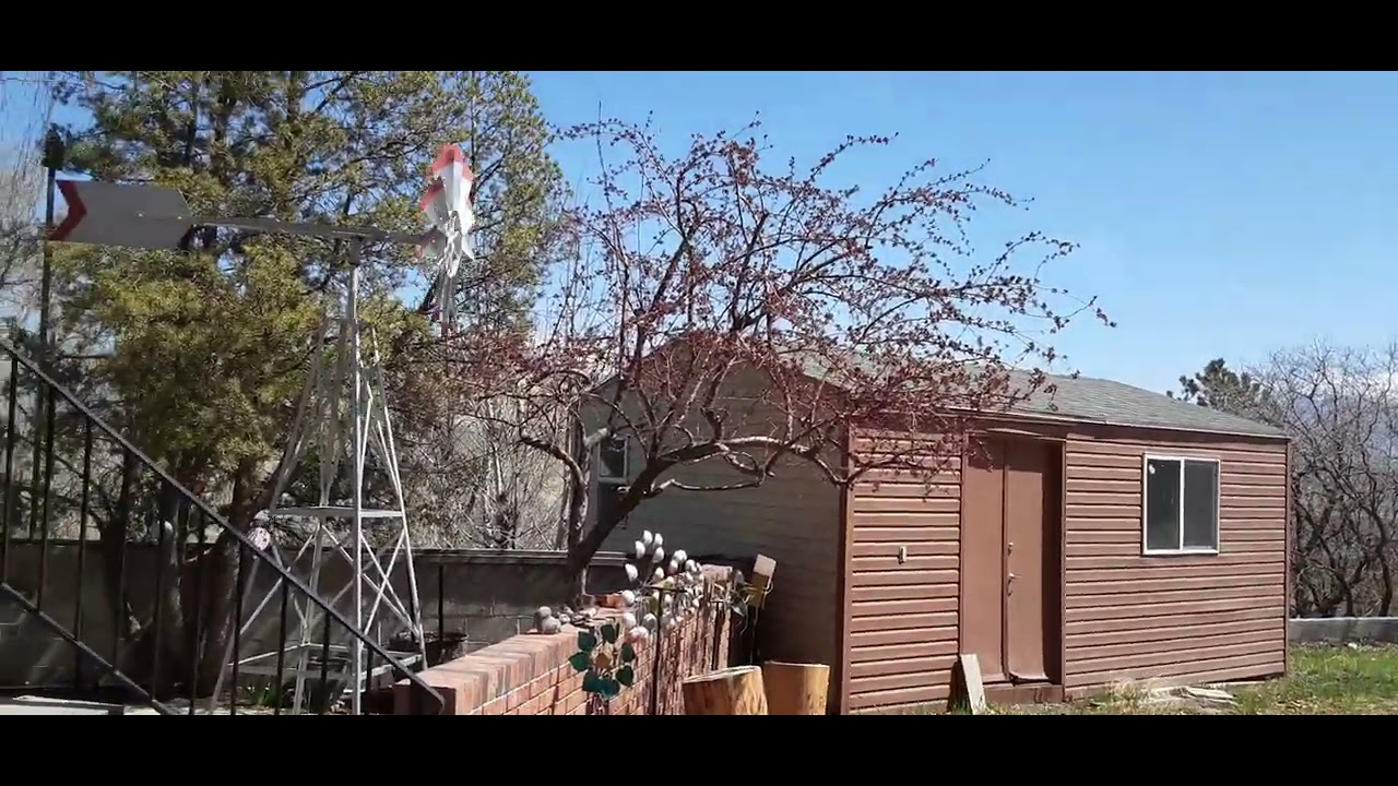 Odd jobs and Junk Removal. DROP CROTCH PRUNING, Beautiful Shape - YouTube