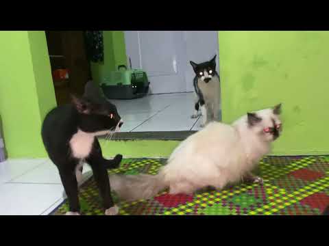 Kucing Kawin - YouTube