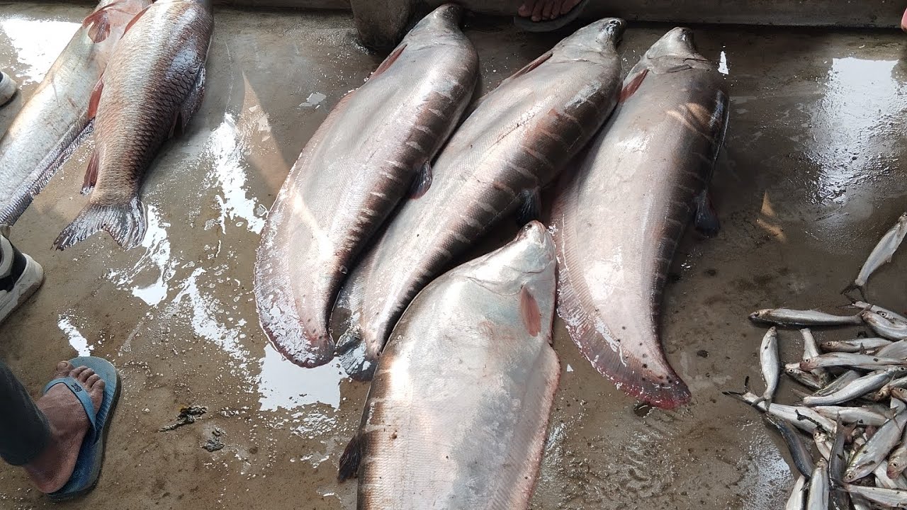 Fresh River chital fish/ নদীর জীবিত বড় চিতল মাছ #fishingvideo #fishing ...