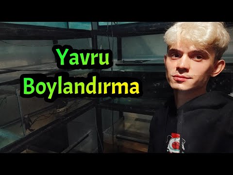 Akvaryum Yavru Balık Boylandırma