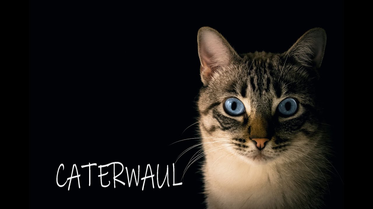 Caterwaul - Jeffrey Olenick - YouTube