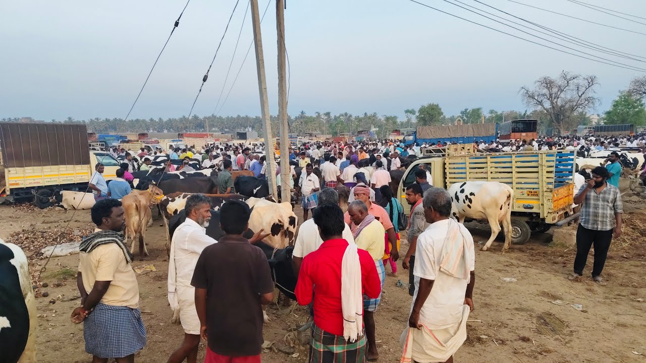karimangalam cow market in Dharmapuri district - YouTube
