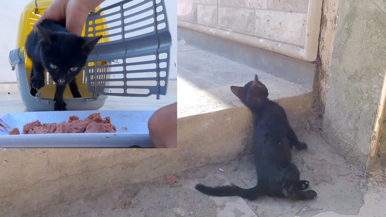 I rescued a poor kitten who would have died if she had stayed on the ...