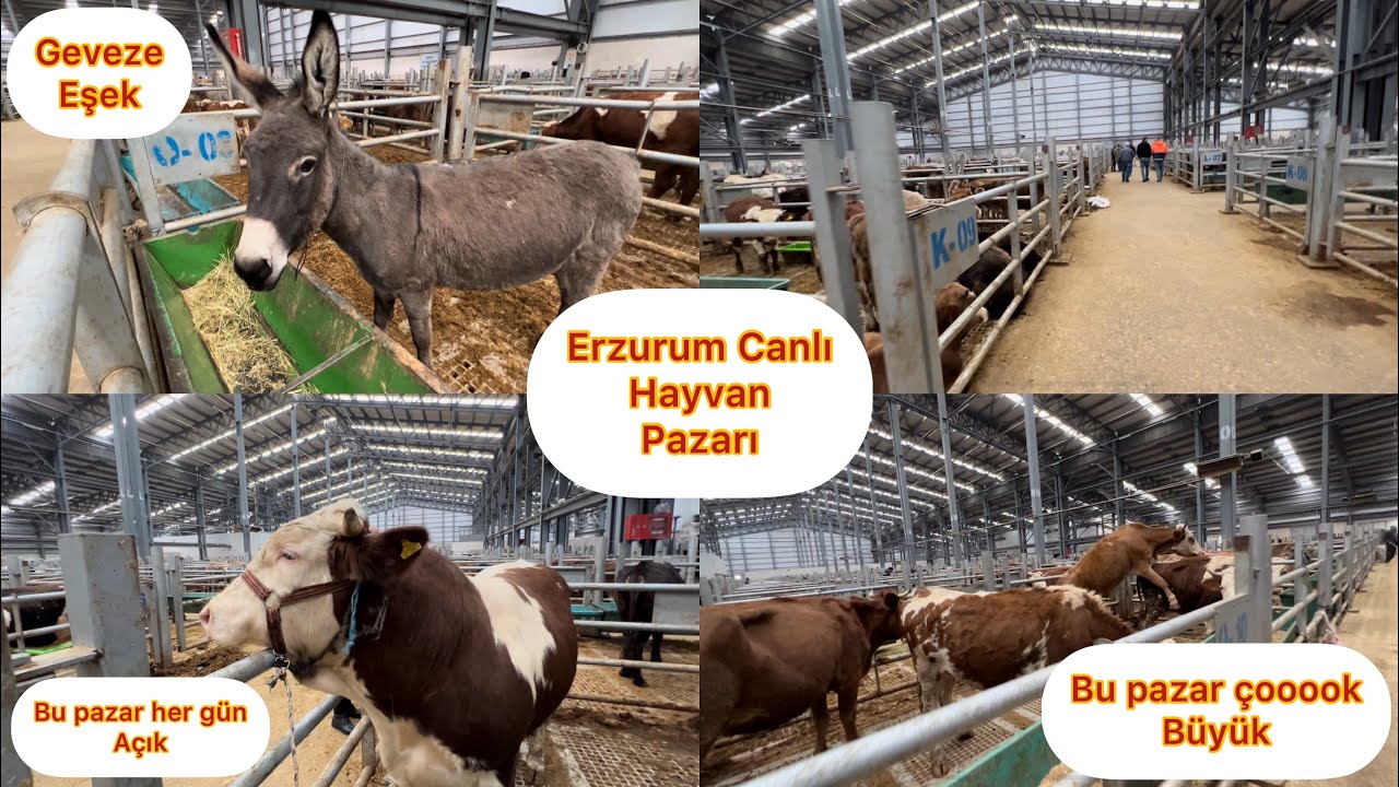 ERZURUM CANLI HAYVAN PAZARI / GÜNCEL HAYVAN PAZARI - YouTube