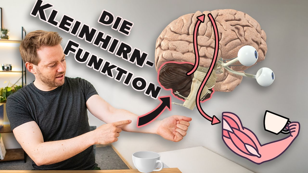 So koordiniert das Kleinhirn unsere Bewegungen - YouTube