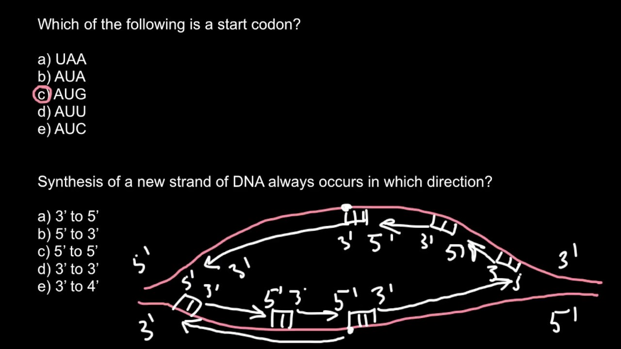 Start codon and DNA synthesis - YouTube