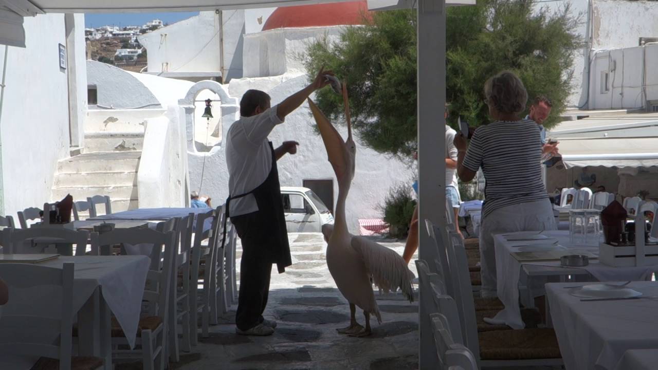 Peter the Pelican in Mykonos island - YouTube