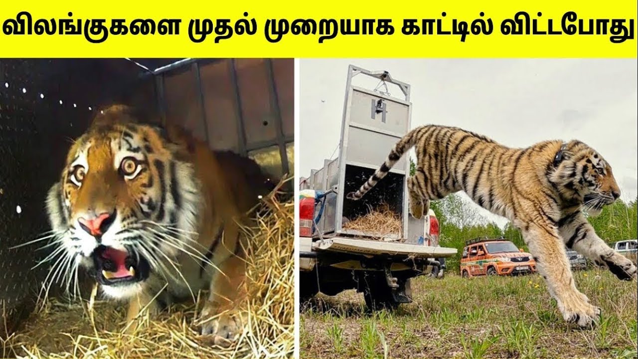 கல் நெஞ்சை கரைக்கும் சம்பவங்கள் #4 | Animals Freed For First Time ...