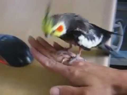 Cockatiel dancing - YouTube