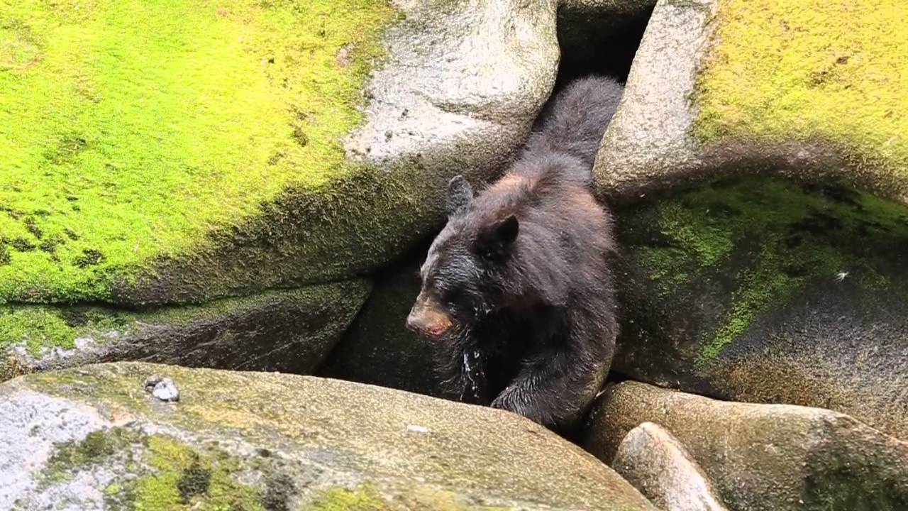 Anan Bear Observatory, near Wrangell, Alaska - YouTube