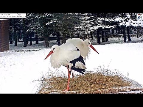 The Storks and their "pals" getting ready for bed ~ ©Rescue Station ...