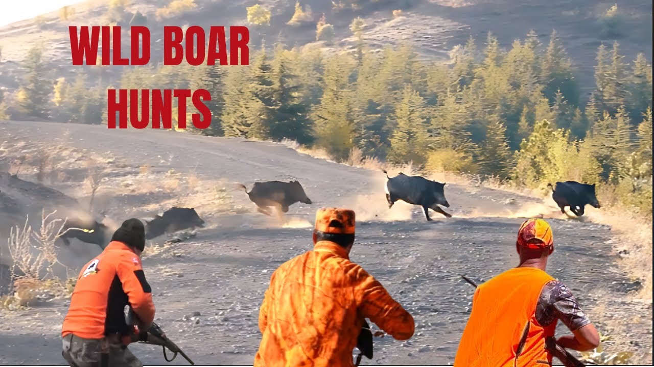 WILD BOAR INVASION: Perfect Shots, Thrilling Wild Boar Chase by Turkish ...