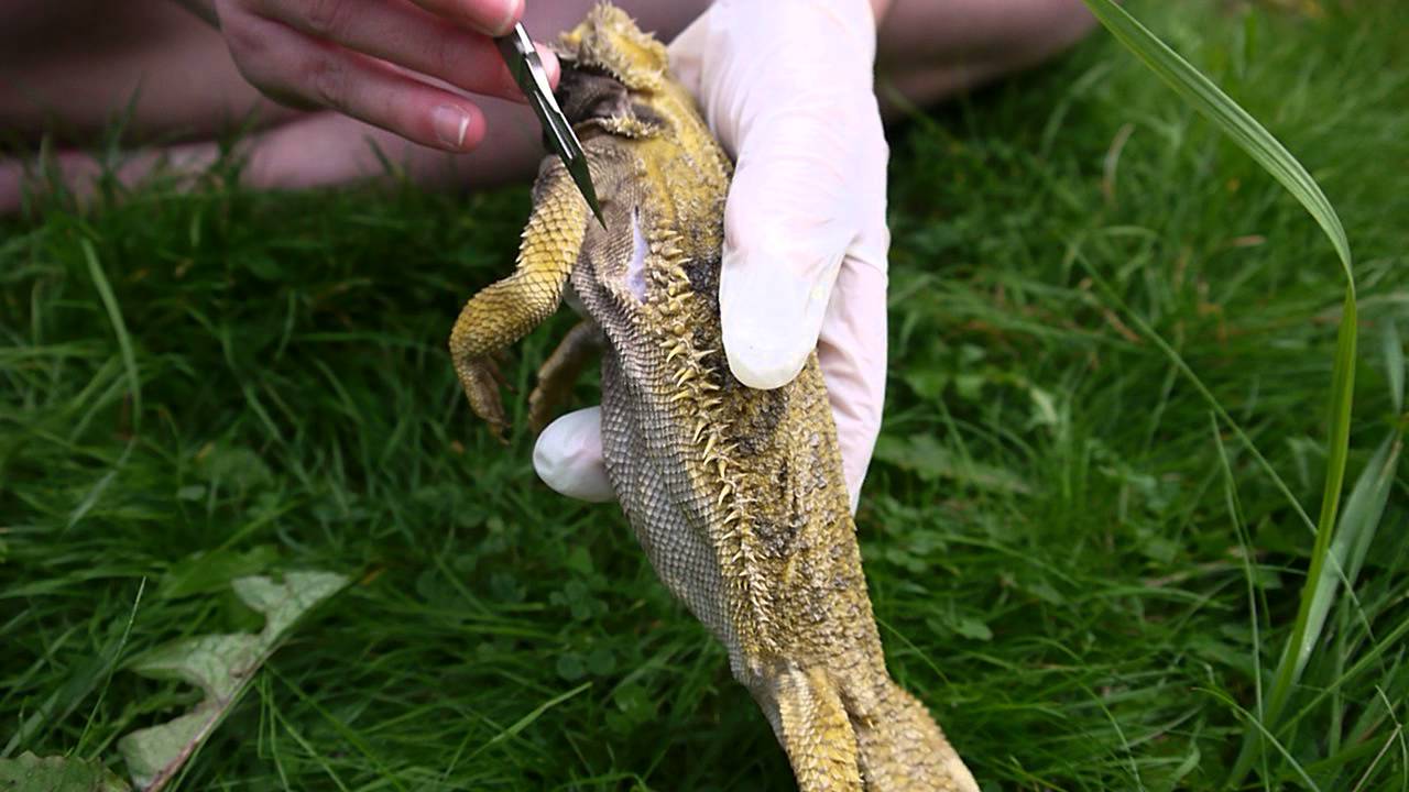 Skinning live animals is a myth - YouTube