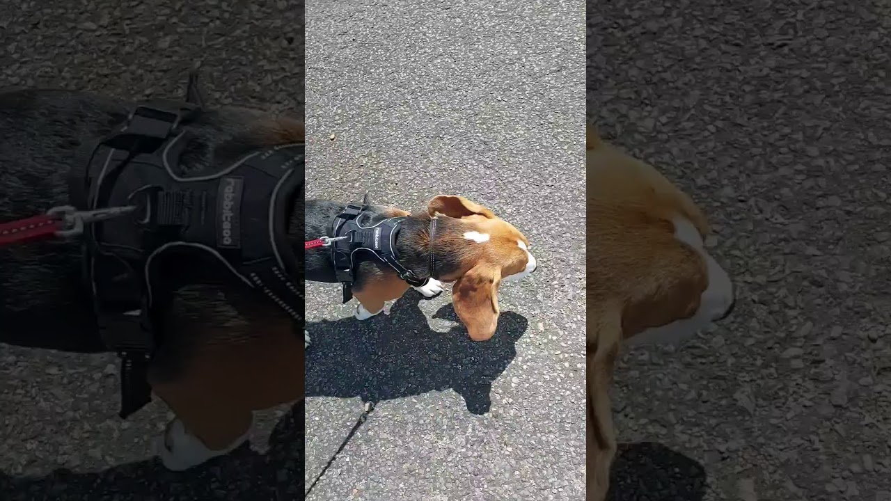 Rocket about to take off... beagle ears flapping in the wind - YouTube