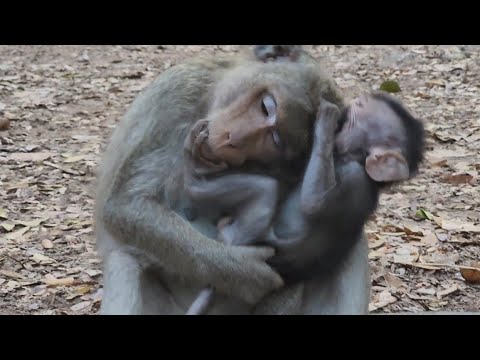 JINX baby alway the bigbrother Love and care litter baby go far away ...