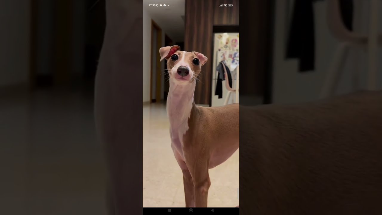 Graceful & Grand: 7 Dog Breeds With Exceptionally Long Necks - roverpet ...