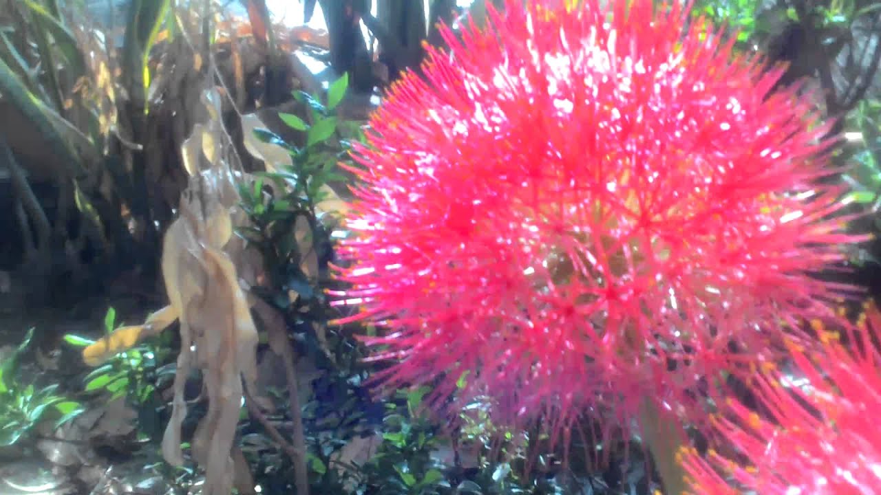 Bunga Desember | December Flower - YouTube