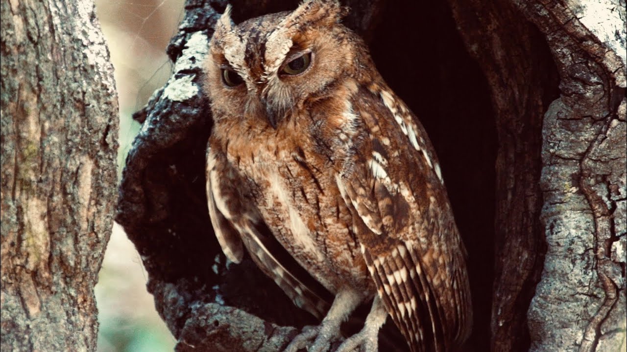 Your 5 Facts About The Rainforest Scops Owl - YouTube