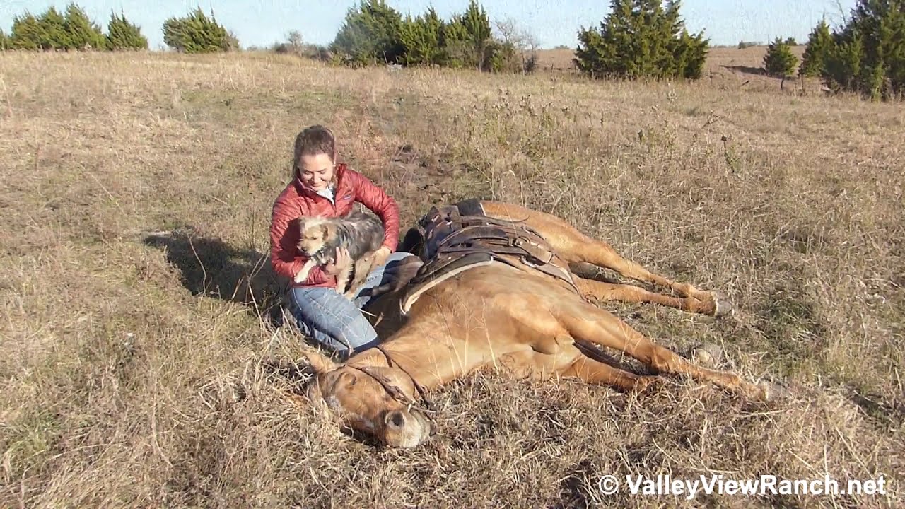 Boogie Steps - mounting, laying down, shooting! - ValleyViewRanch.net ...