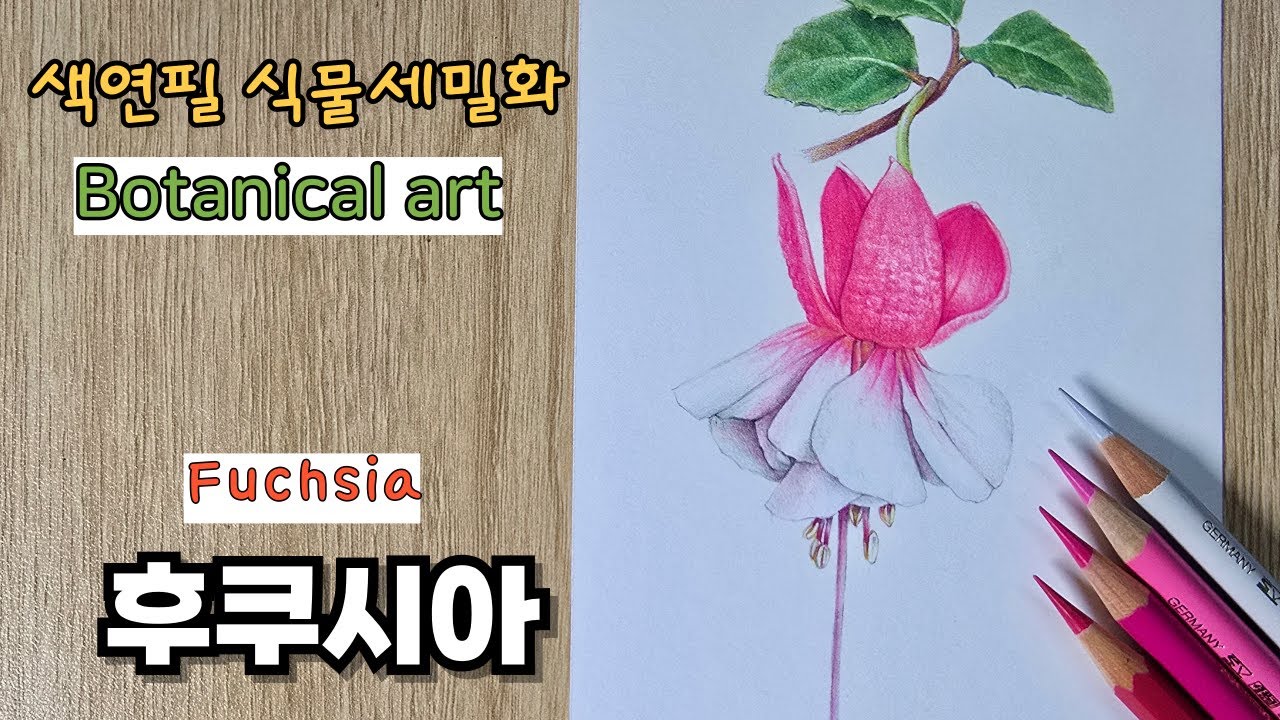 초보자를 위한 색연필로 그리는 후쿠시아(핑크, 화이트) / 보태니컬 아트 / Fuchsia drawing with colored ...
