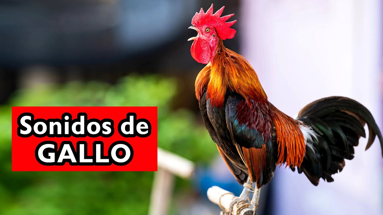 Sonidos de GALLO | El Canto de Gallo - YouTube
