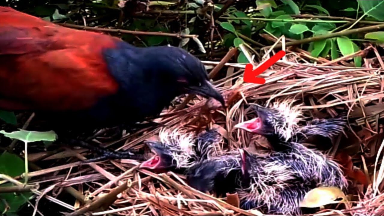 Greater coucal Smallest baby birds want to eat frogs - YouTube