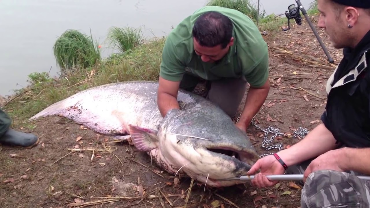 pecanje soma 2 deo tezina 120kg duzina 2 metra i 60cm majstor pecanja ...